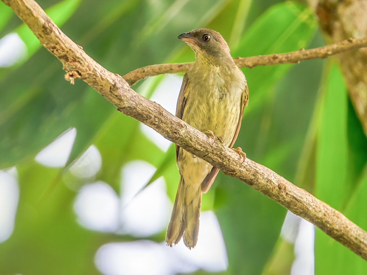 Malaysian Honeyguide - Indicator archipelagicus - Birds of the World