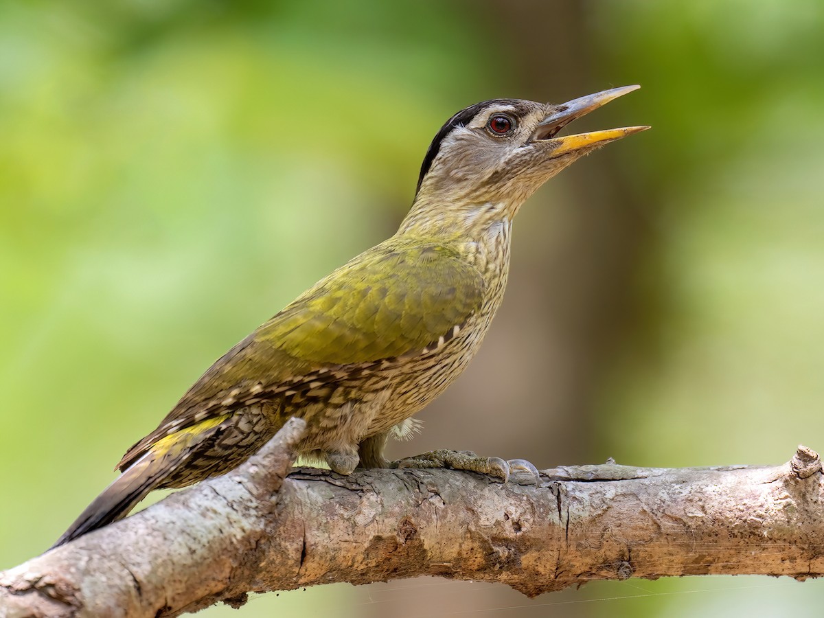 Streak-throated Woodpecker - Picus xanthopygaeus - Birds of the World