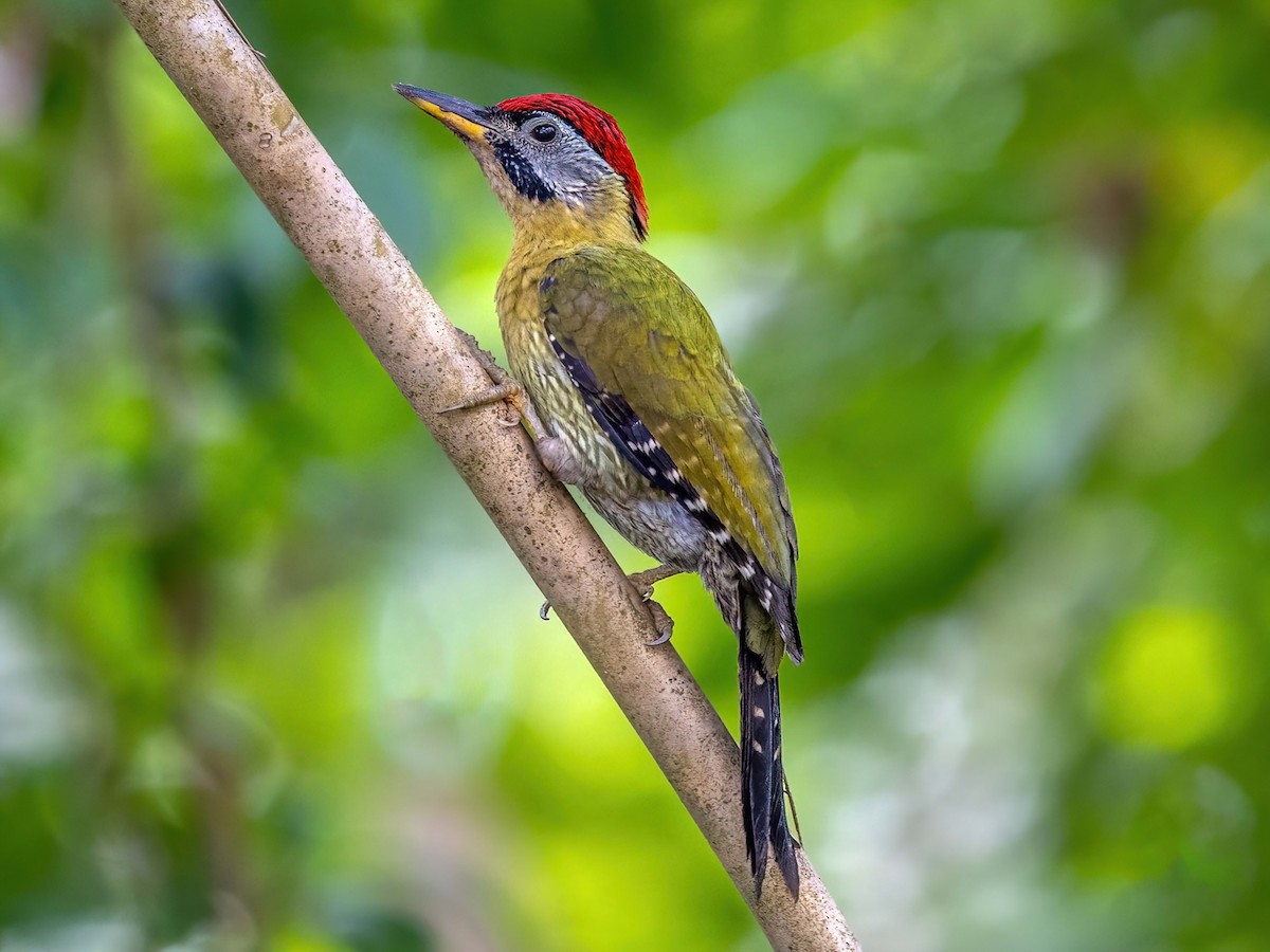 Laced Woodpecker - Picus vittatus - Birds of the World