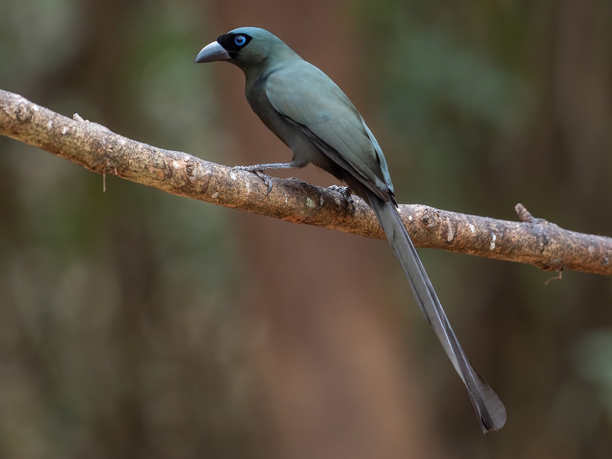 Racket-tailed Treepie - Crypsirina temia - Birds of the World