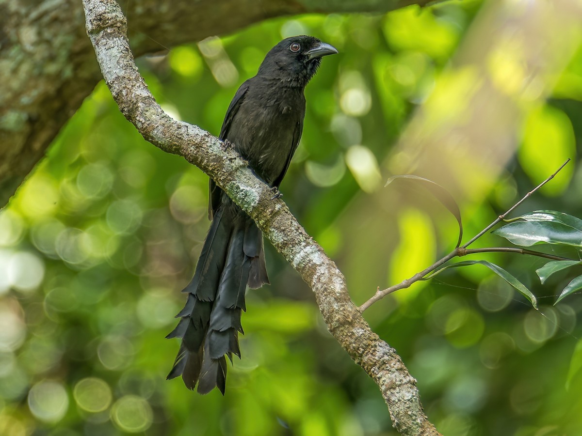 Ratchet-tailed Treepie - Temnurus temnurus - Birds of the World