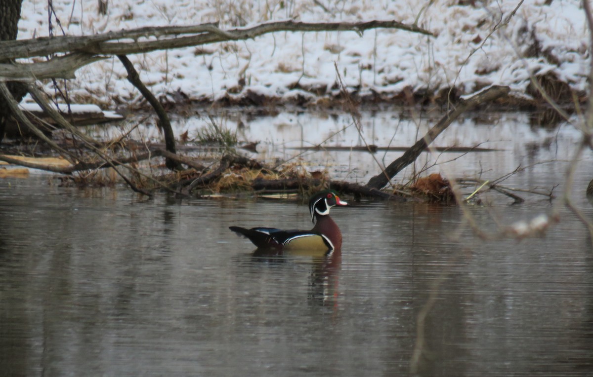 eBird Checklist - 17 Feb 2024 - Silver Lake Regional Park - 39 species