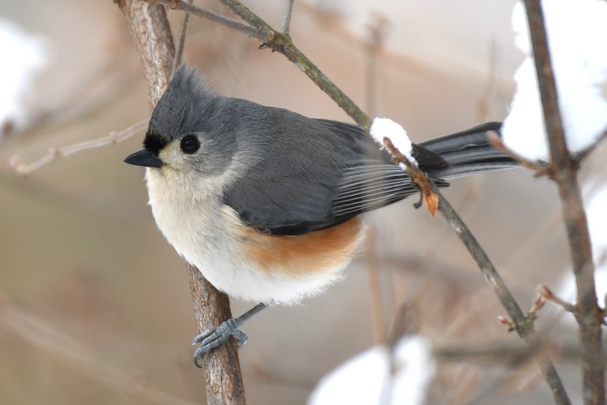 Pennsylvania Bird Atlas Checklist - 17 Feb 2024 - Hella Hills. Lancaster BBA Block - 20 species