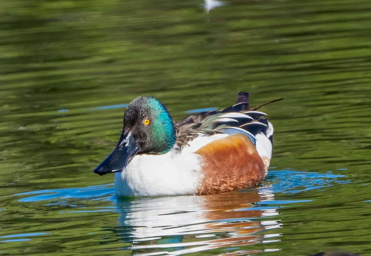 eBird Checklist - 12 Feb 2024 - Riparian Preserve at Gilbert Water ...