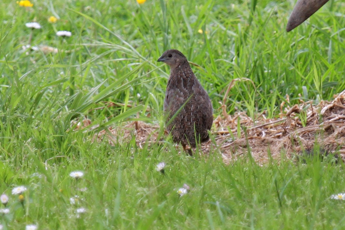 eBird Checklist - 15 Nov 2009 - Ormiston Road, Ruakaka - 1 species