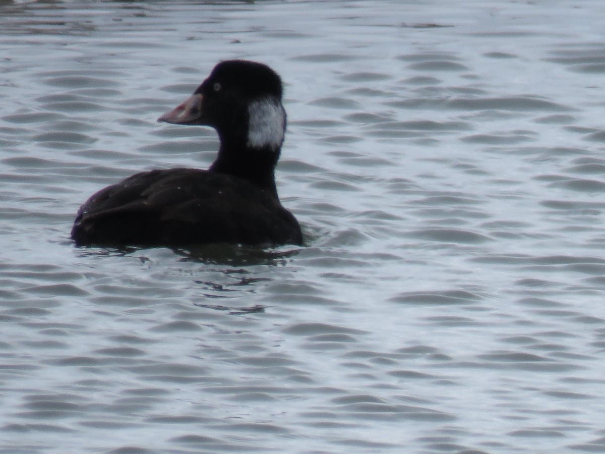 eBird Checklist - 17 Feb 2024 - Hamlet Dr - 1 species