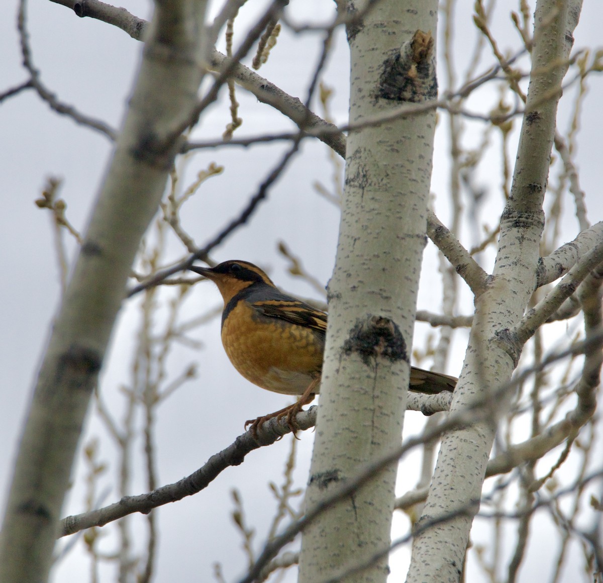 eBird Checklist - 17 Feb 2024 - Carson River Park - 29 species