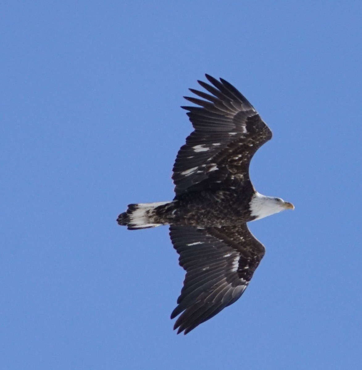 Pennsylvania Bird Atlas Checklist - 17 Feb 2024 - Housenick Memorial Park/Archibald Johnston ...