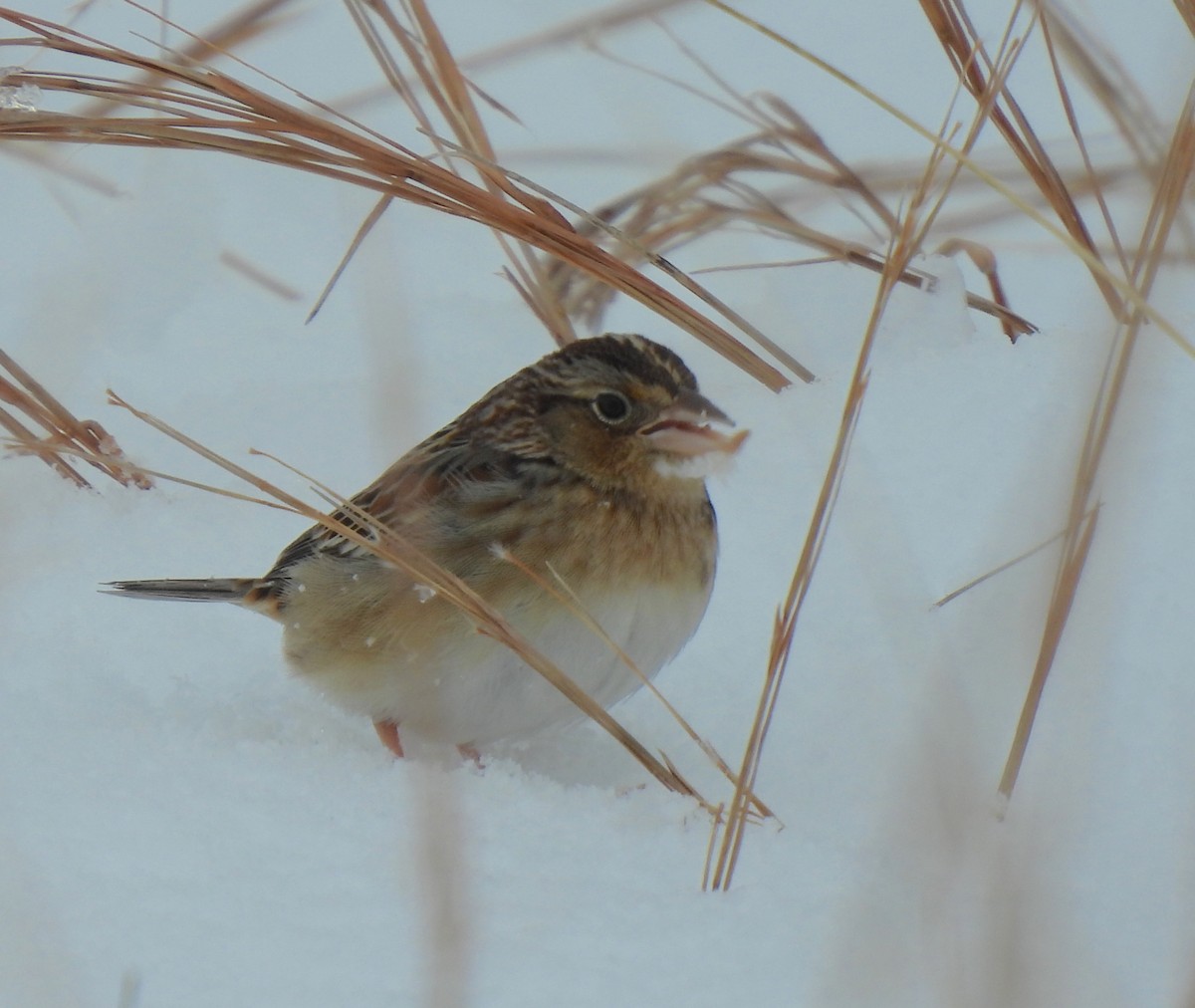 New York Breeding Bird Atlas Checklist - 17 Feb 2024 - Jones Beach SP ...