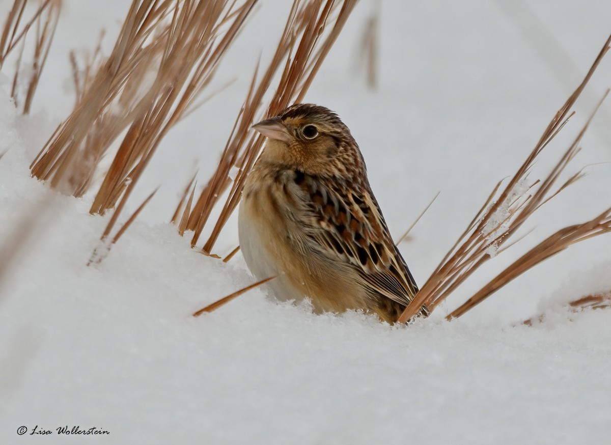 New York Breeding Bird Atlas Checklist - 17 Feb 2024 - Jones Beach SP ...