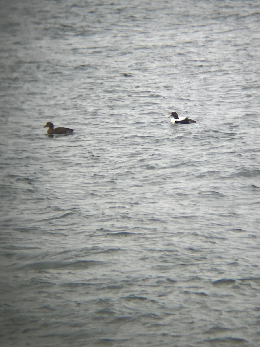 eBird Checklist - 17 Feb 2024 - Breezy Point Tip - 27 species (+2 other ...
