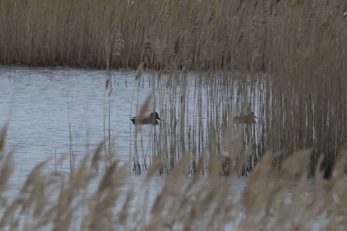 eBird Checklist - 17 Feb 2024 - Jones Beach SP - 35 species (+3 other taxa)