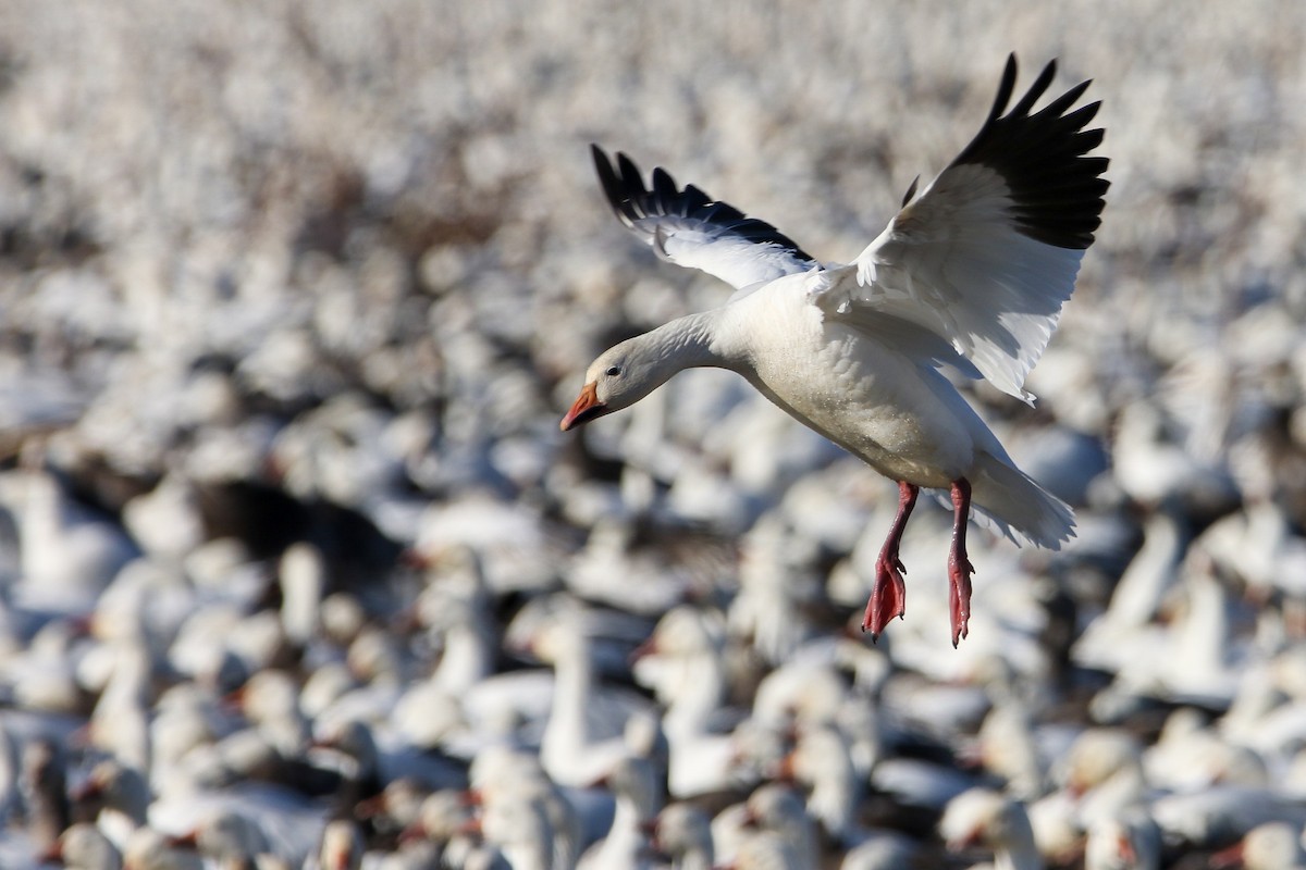 eBird Checklist - 17 Feb 2024 - Loess Bluffs NWR - 45 species (+1 other ...