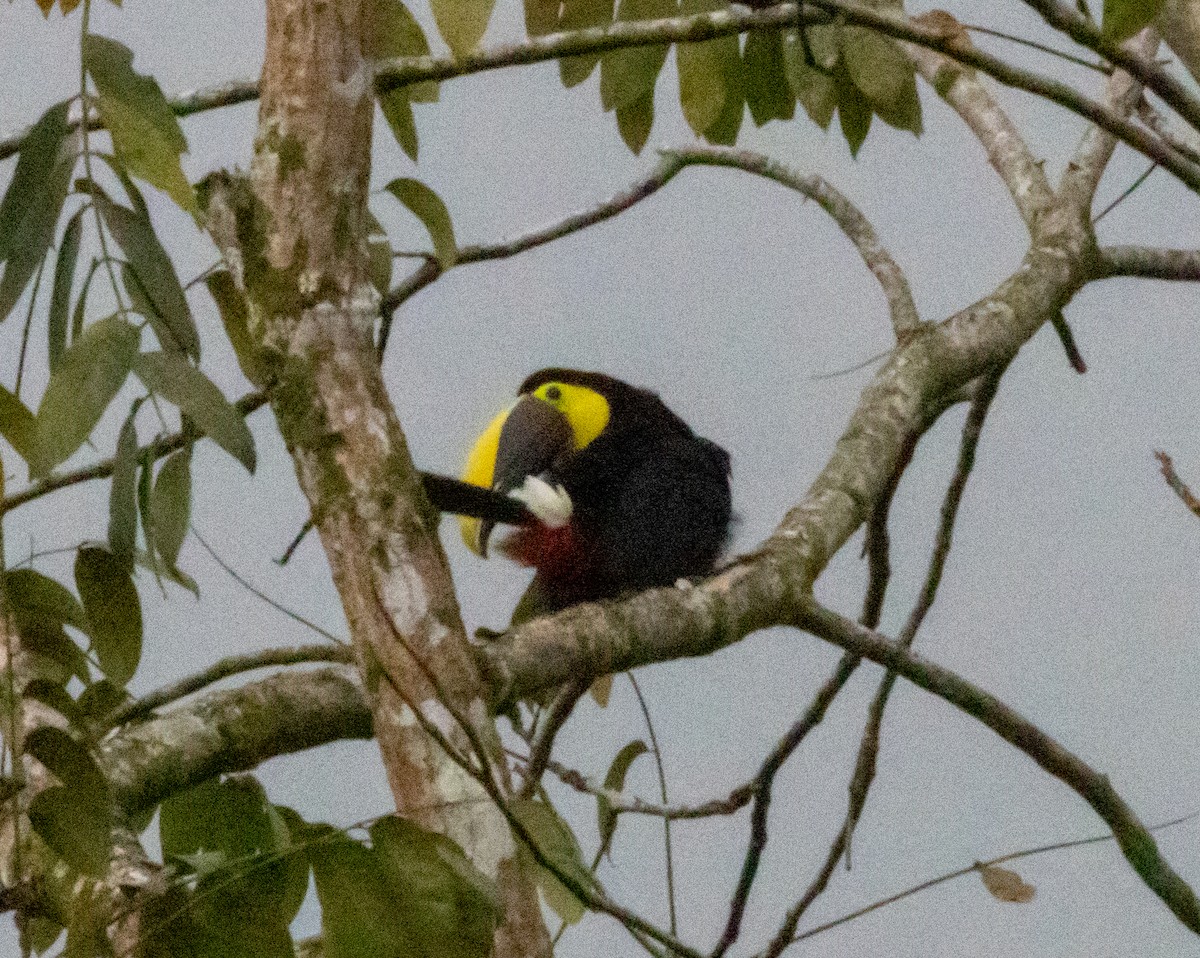 eBird Checklist - 16 Feb 2024 - Nectar & Pollen Reserve - 12 species
