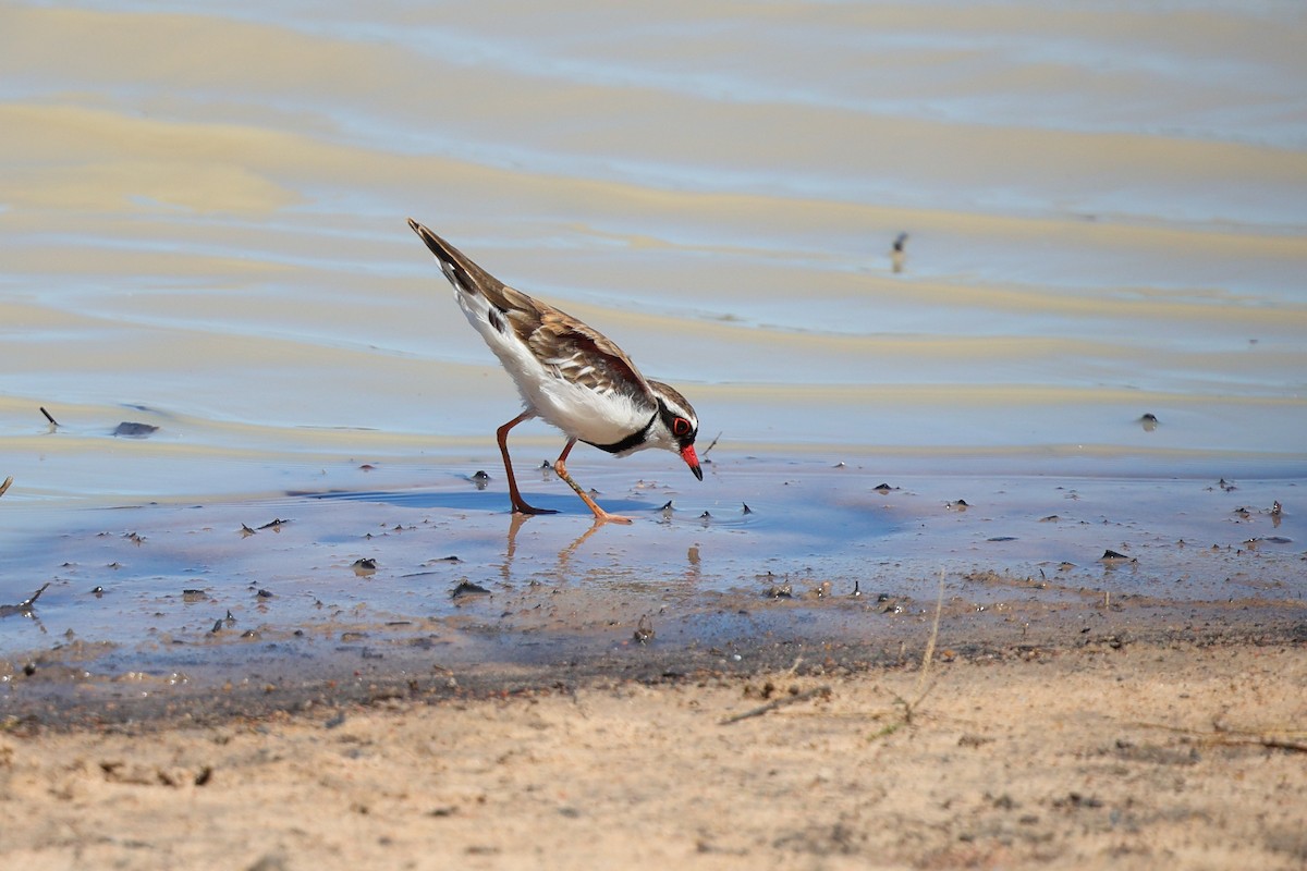 eBird Checklist - 17 Feb 2024 - Yarrie Lake - 24 species