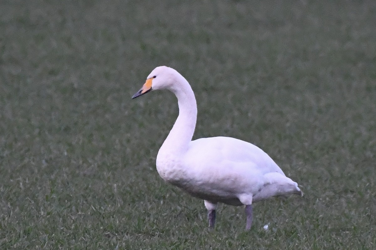 eBird Checklist - 17 Feb 2024 - Samish Flats--Allen West Rd - 2 species