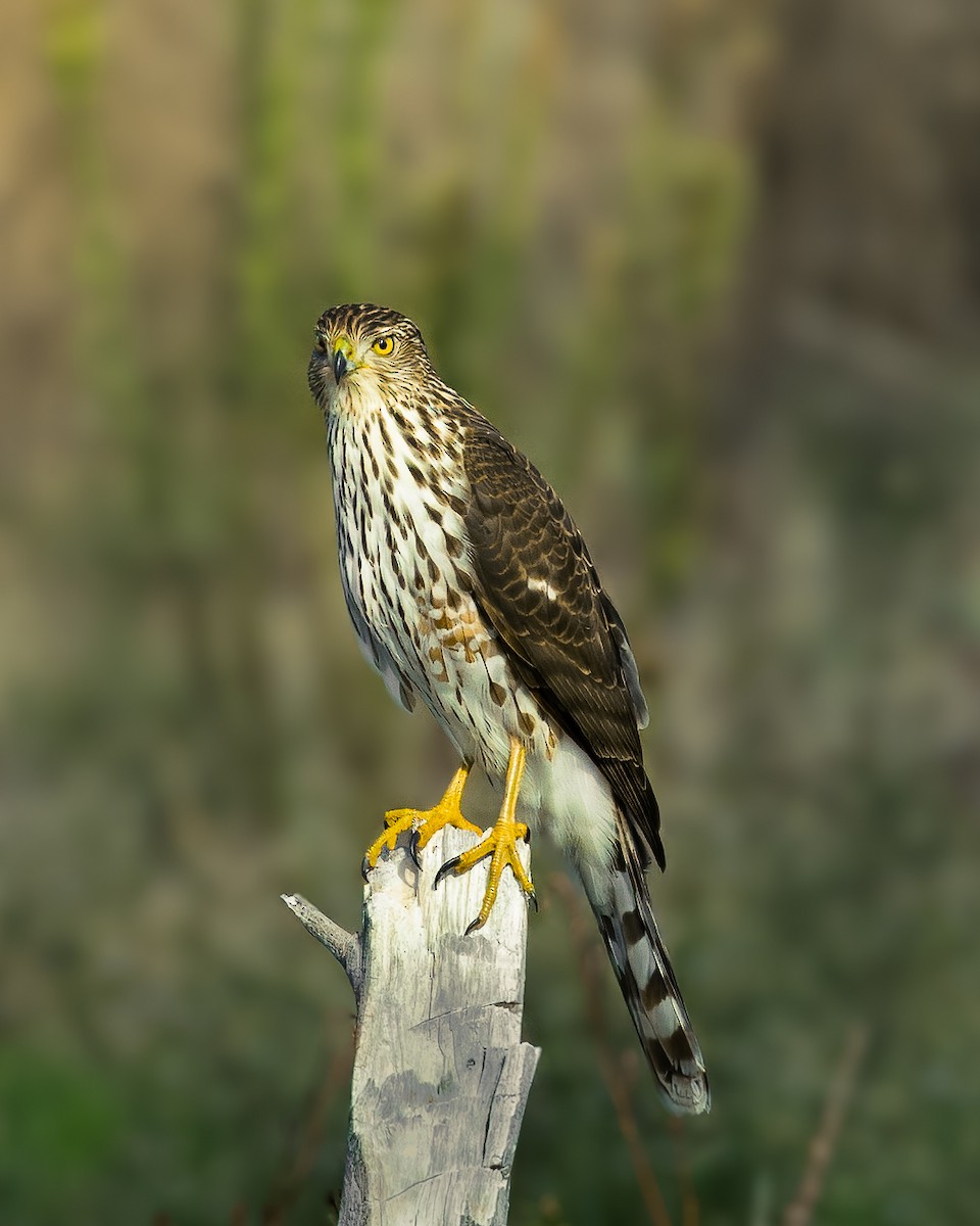 eBird Checklist - 17 Nov 2023 - Lake Travis--Bob Wentz Windy Point Pk ...