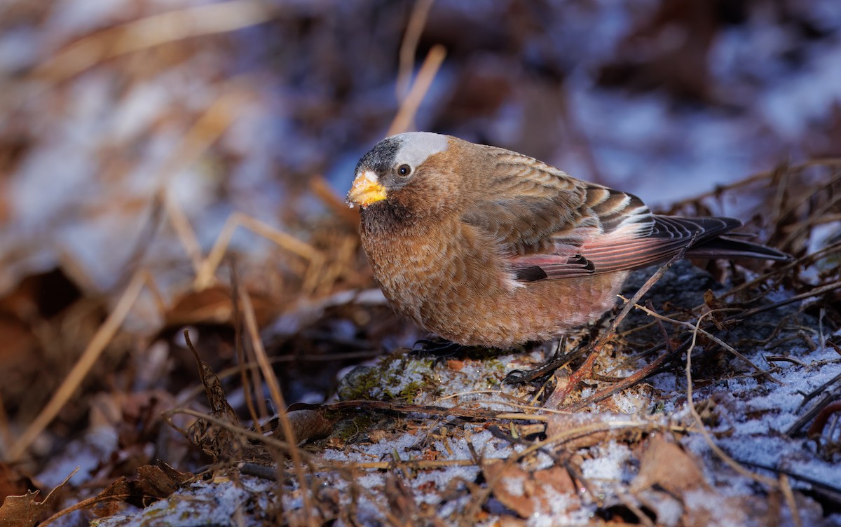 eBird Checklist - 17 Feb 2024 - Mount Pleasant Trail Summit - 7 species