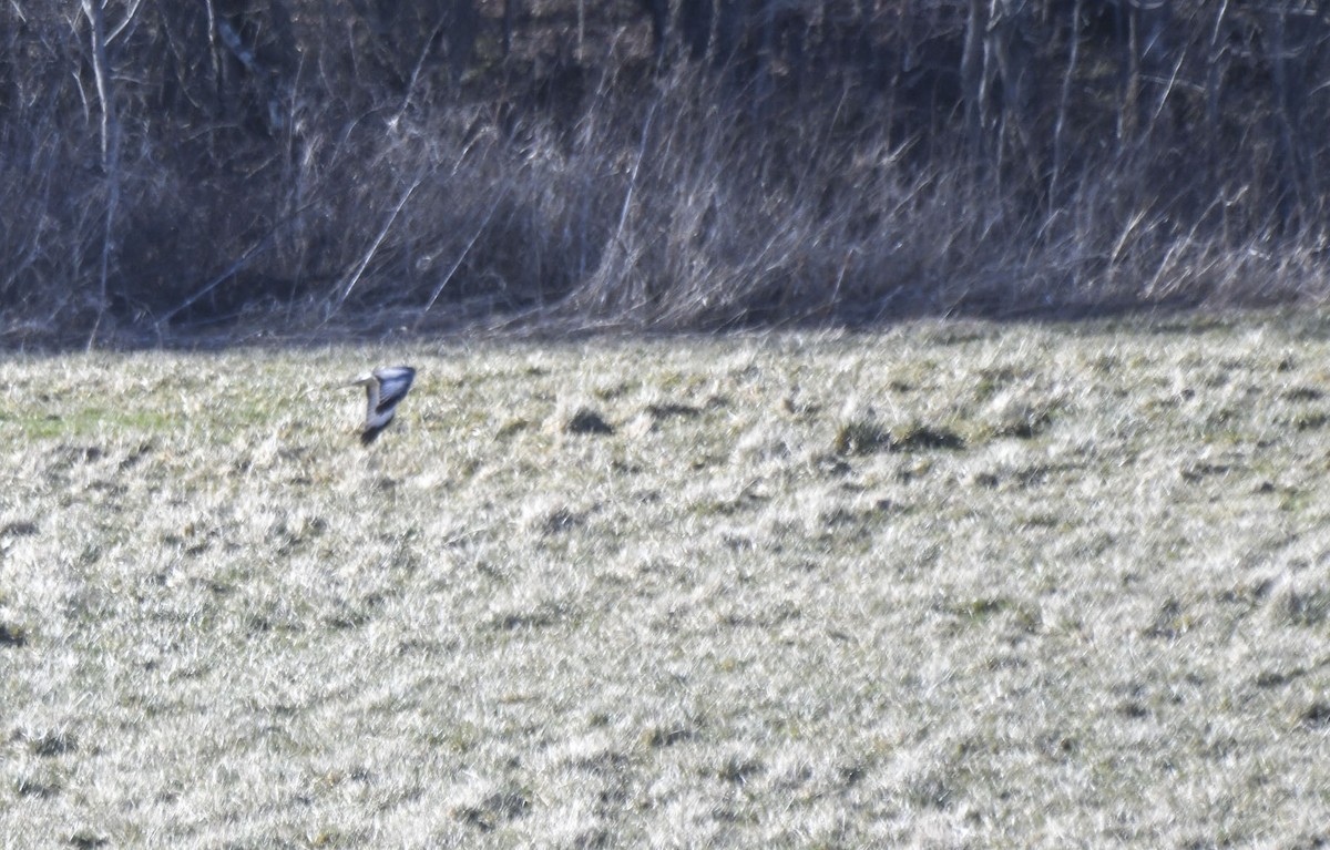 Pennsylvania Bird Atlas Checklist - 3 Feb 2024 - Coleman Station Road, Friedens, Pennsylvania ...