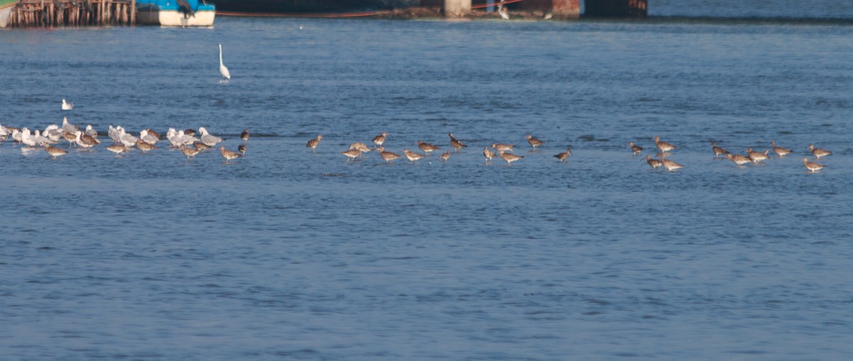 Great Backyard Bird Count Checklist - 17 Feb 2024 - Muttukadu ...