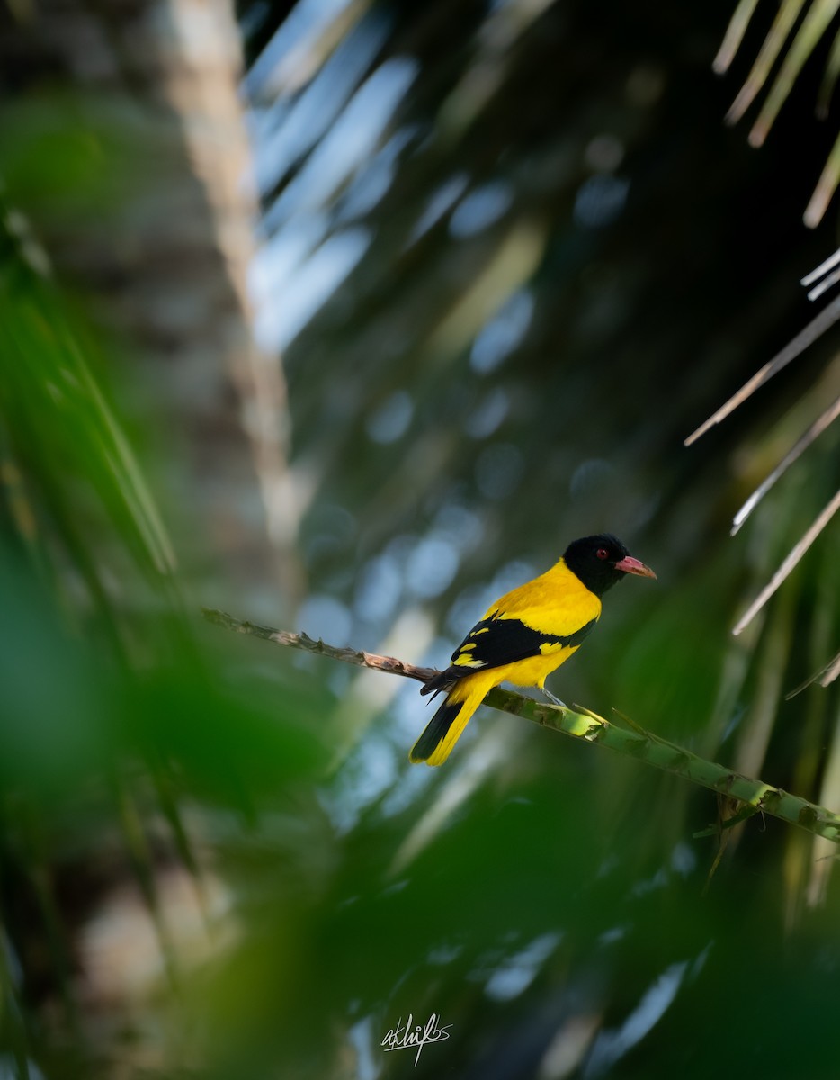 eBird Checklist - 18 Feb 2024 - Chittumala Chira, Kollam, Kerala - 20 ...
