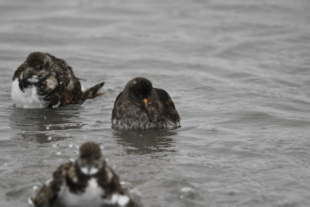 eBird Checklist - 18 Feb 2024 - Sebastian Inlet SP (Indian River co ...