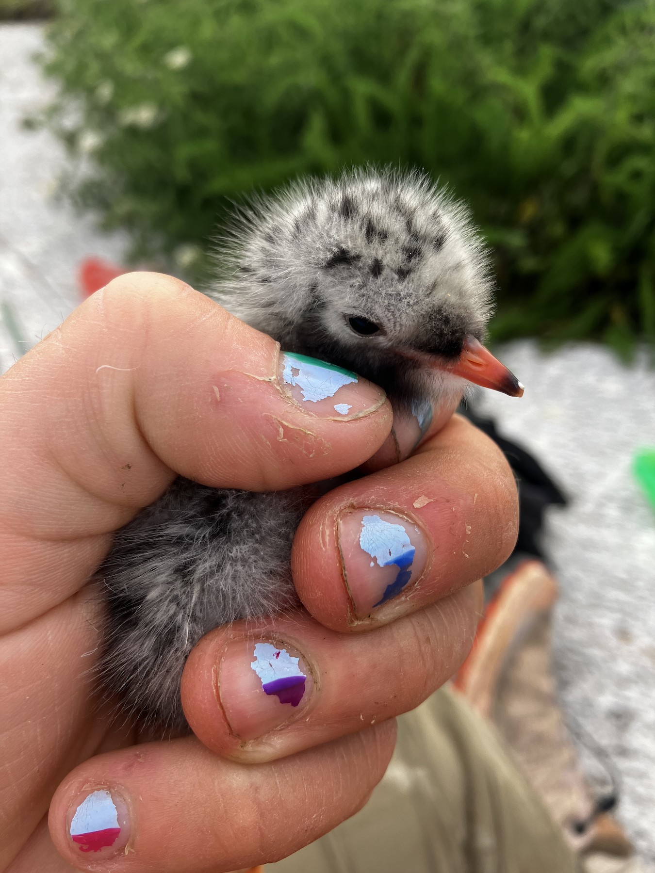 Common x Arctic Tern (hybrid) - eBird