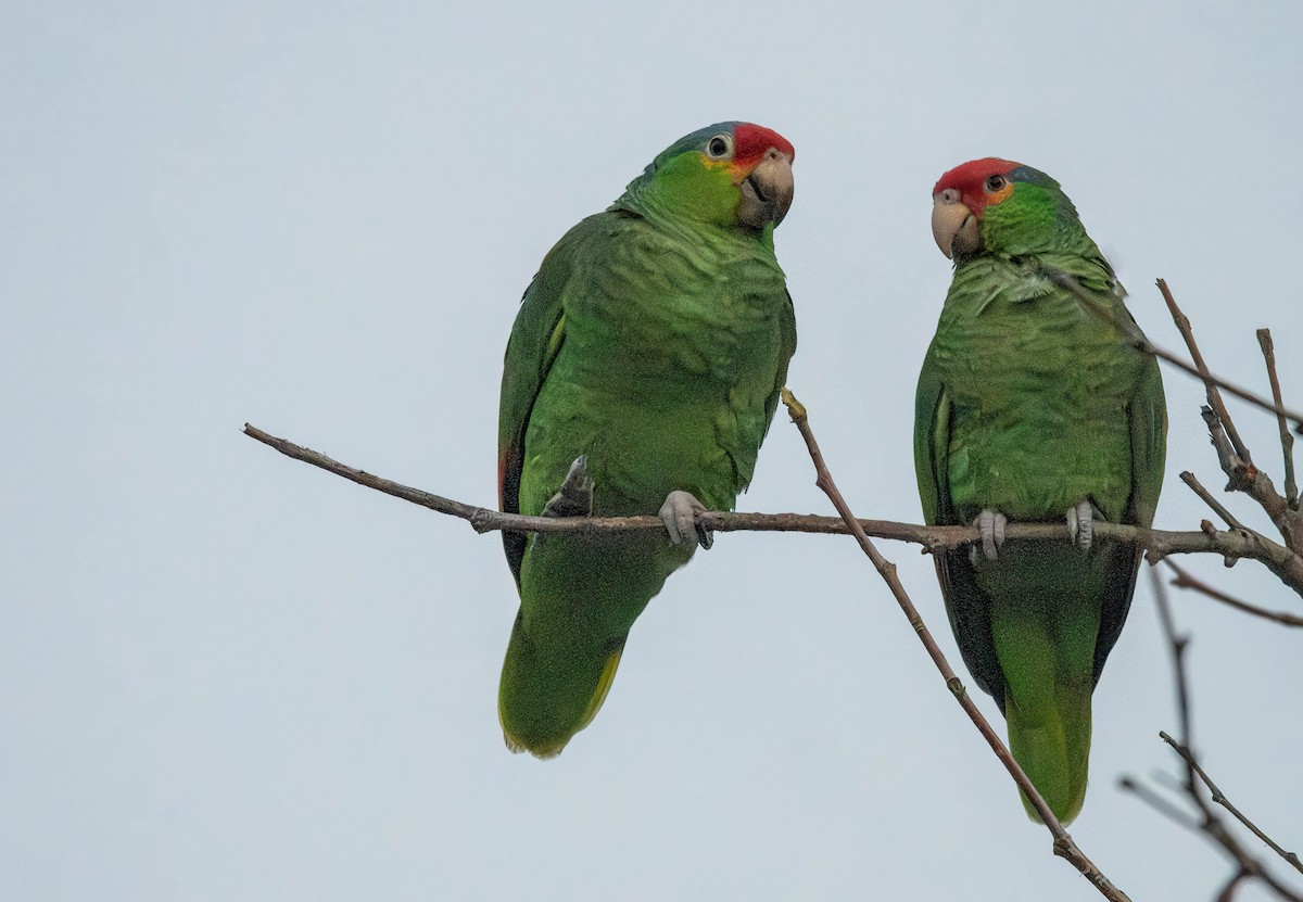 Red-crowned x Red-lored Amazon (hybrid) - eBird