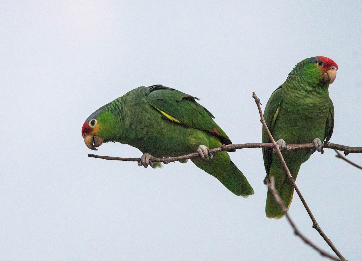 Amazona Tamaulipeca x Frentirroja (híbrido) - eBird