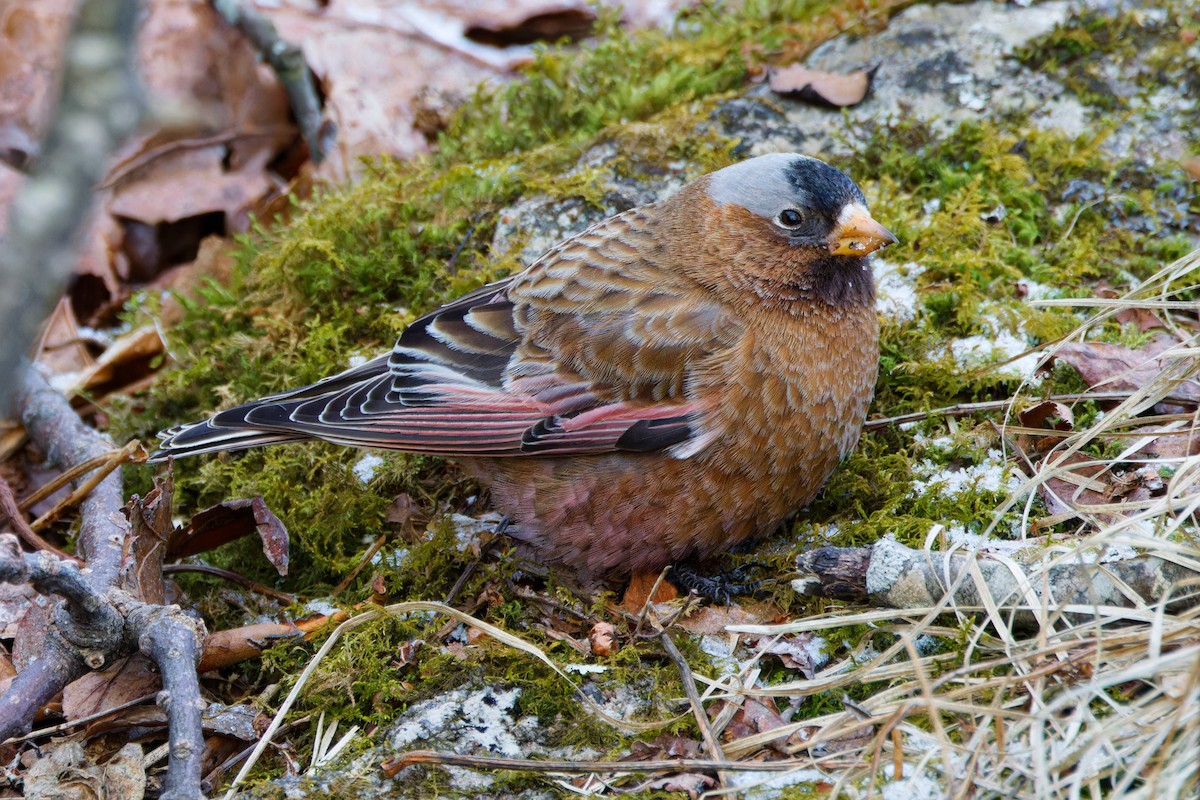 eBird Checklist - 18 Feb 2024 - Henry Lanum Trail - 2 species