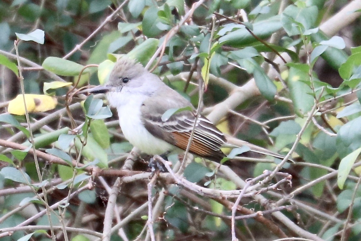 eBird Checklist - 18 Feb 2024 - Patriot's Point - 41 species (+1 other ...