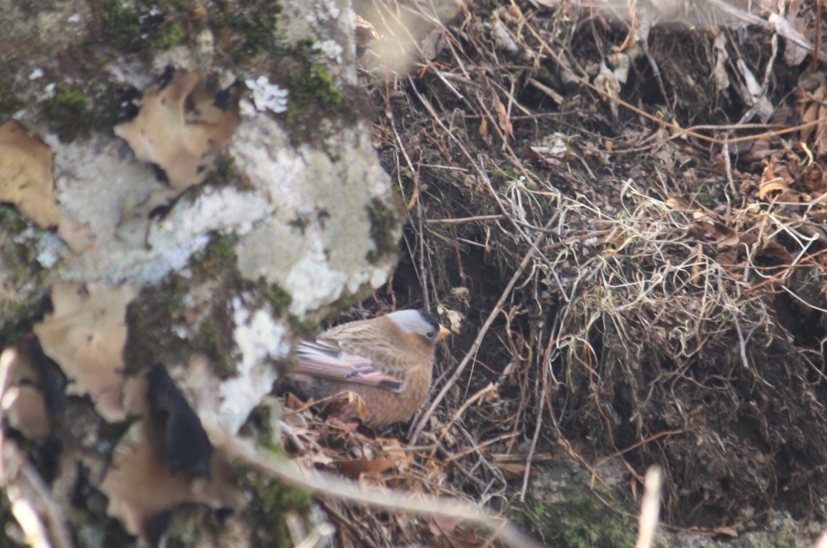 eBird Checklist - 18 Feb 2024 - Henry Lanum Trail - 5 species