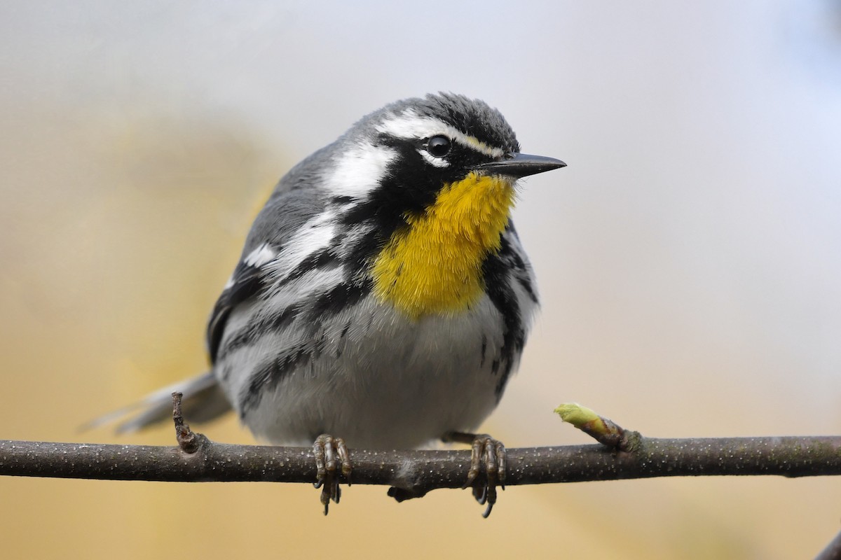 Yellow-throated Warbler (albilora) - eBird