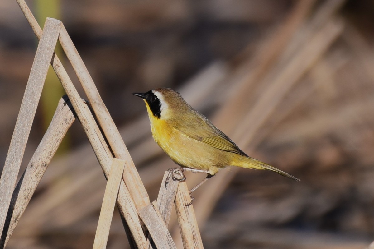 eBird Checklist - 18 Feb 2024 - Coyote Hills Regional Park - 56 species
