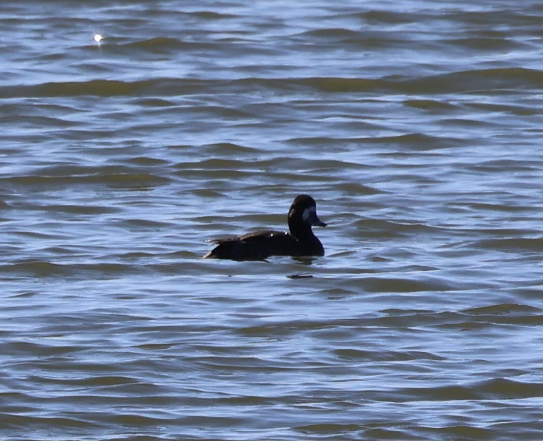 eBird Checklist - 18 Feb 2024 - Robco Lake/Coro Lake - 27 species