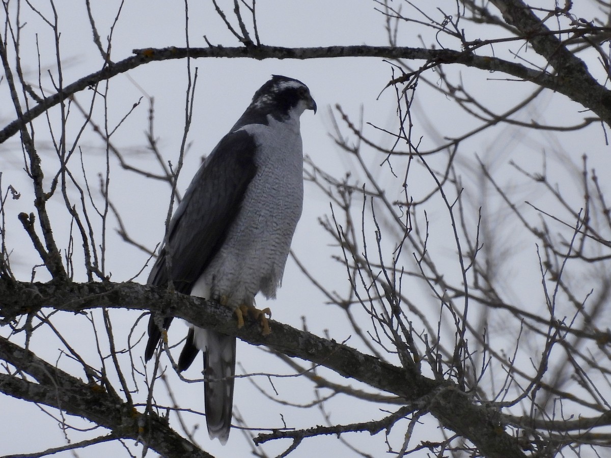 eBird Checklist - 18 Feb 2024 - 887 Douro 4th Line, Douro-Dummer CA-ON ...