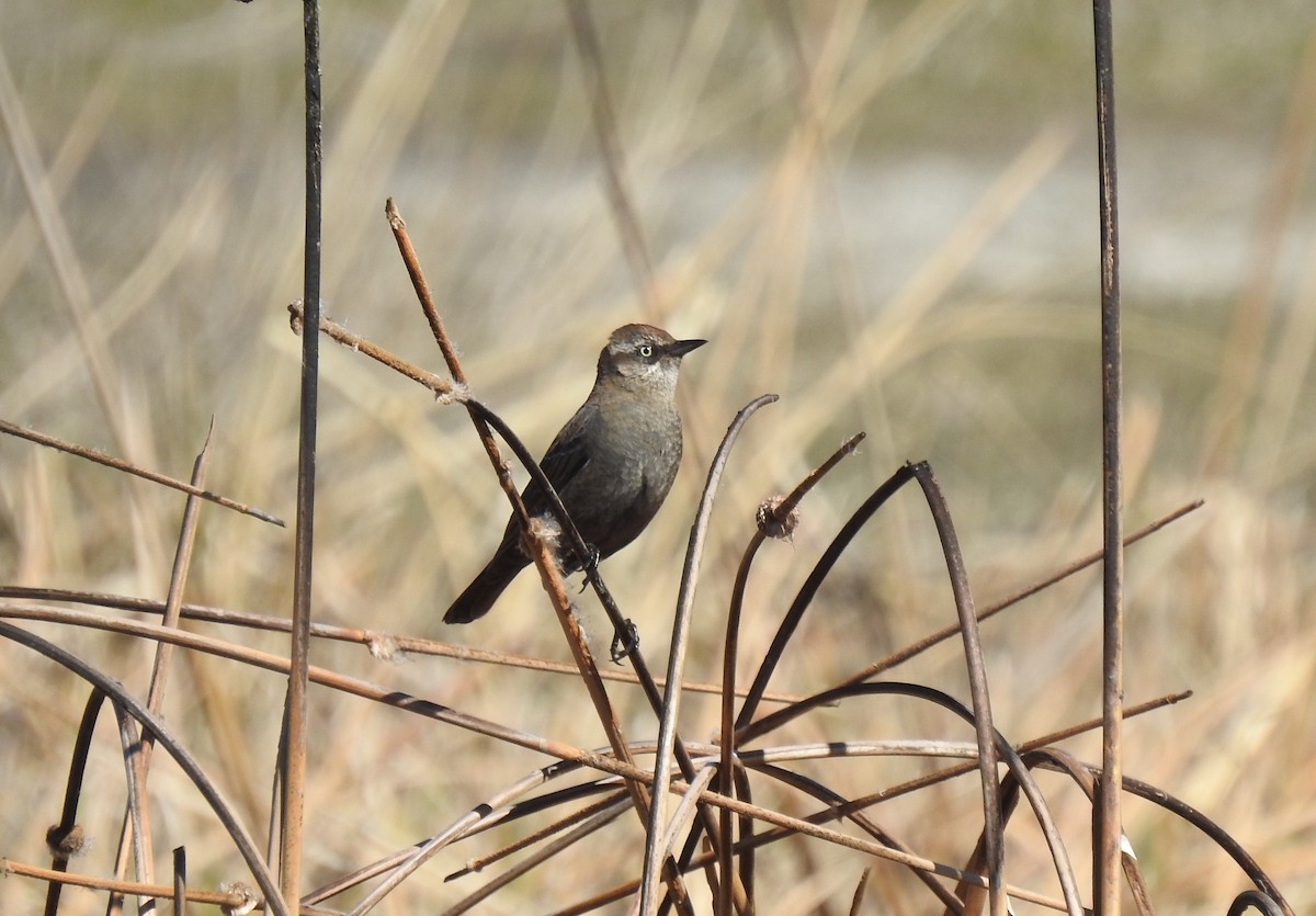 eBird Checklist - 18 Feb 2024 - Piute Ponds (permit required) - 20 ...