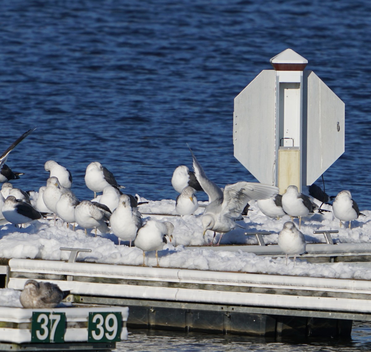 Pennsylvania Bird Atlas Checklist - 18 Feb 2024 - Nockamixon SP--Marina - 9 species
