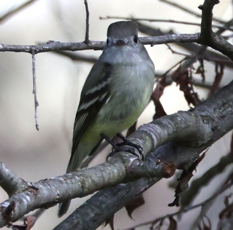 eBird Checklist - 18 Feb 2024 - Briarglen Riparian - 4 species