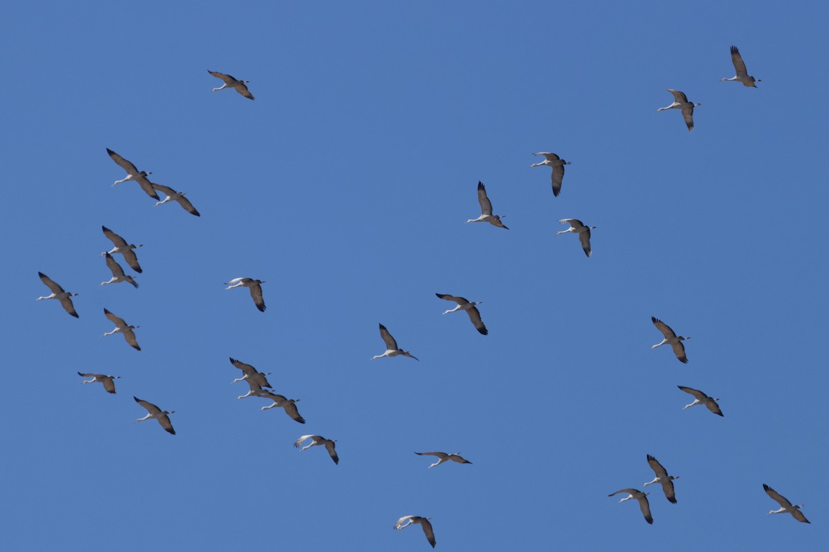 eBird Checklist - 18 Feb 2024 - Valley Irrigation Road (Dinkle Road S ...