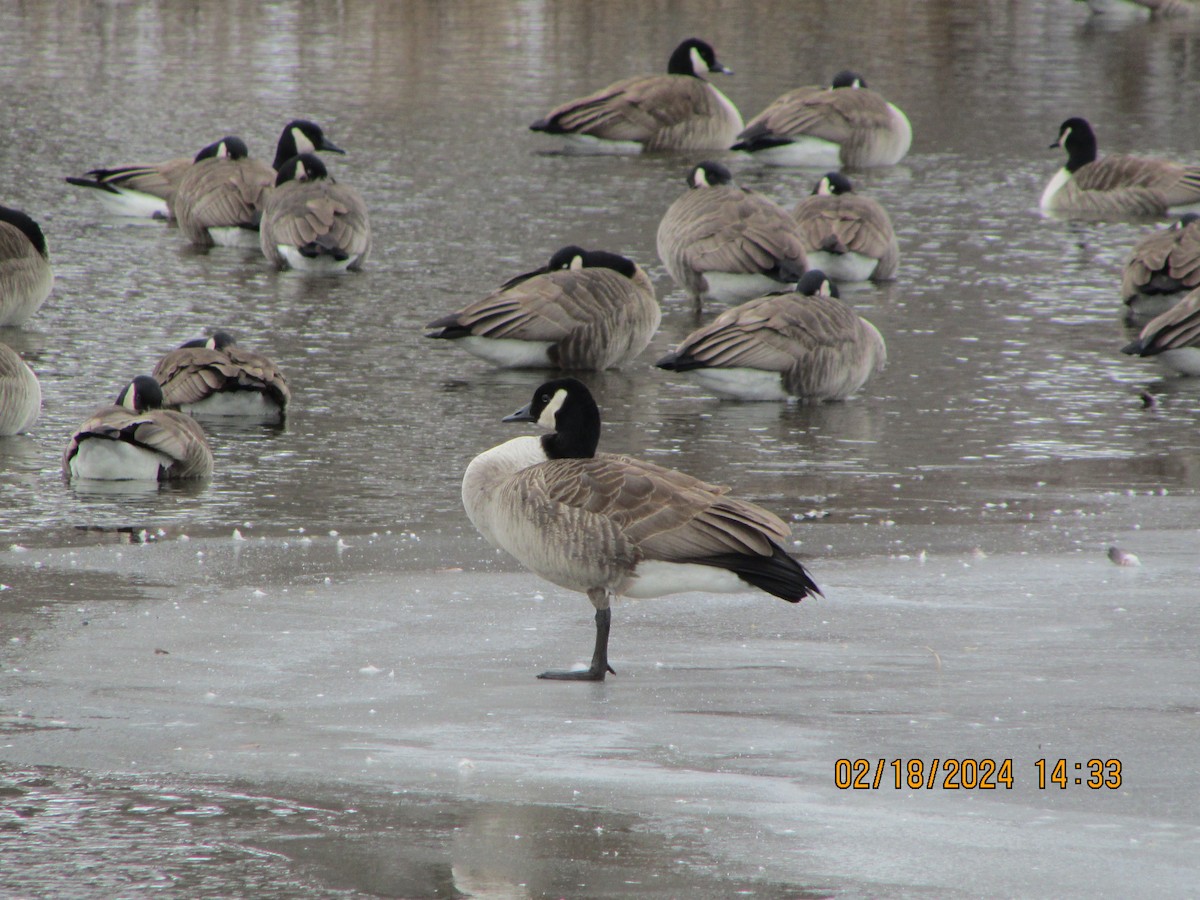 Mass Audubon eBird Checklist - 18 Feb 2024 - Bay City State Park, Bay ...