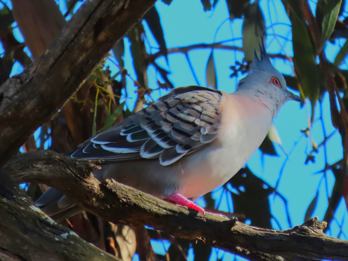 eBird Checklist - 19 Feb 2024 - 871 Dookie Rd - 23 species