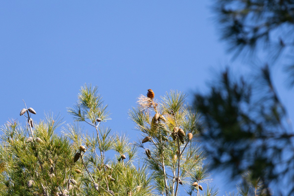 eBird Checklist - 18 Feb 2024 - Big Morongo Canyon Preserve - 20 species