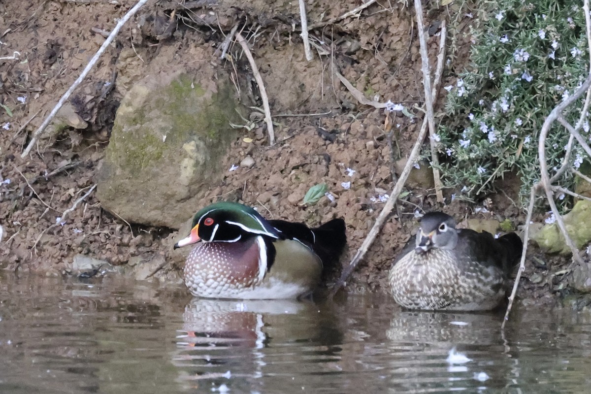 eBird Checklist - 18 Feb 2024 - McClellan Groundwater Recharge Ponds ...
