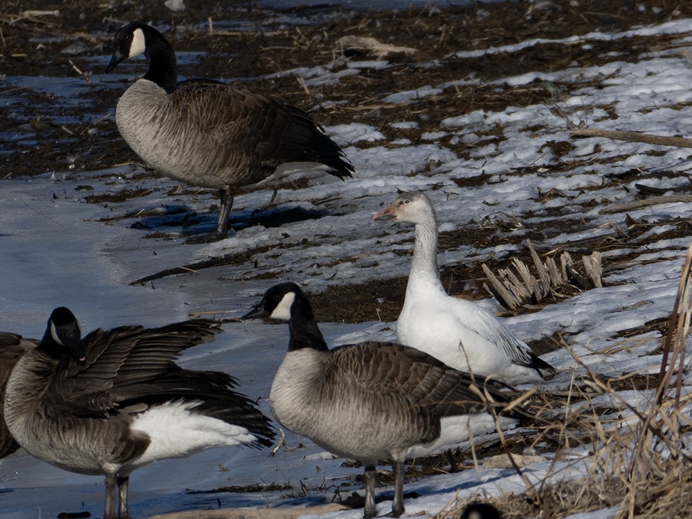 eBird Checklist - 18 Feb 2024 - Confluence Pond & North Fork Marsh - 1 ...