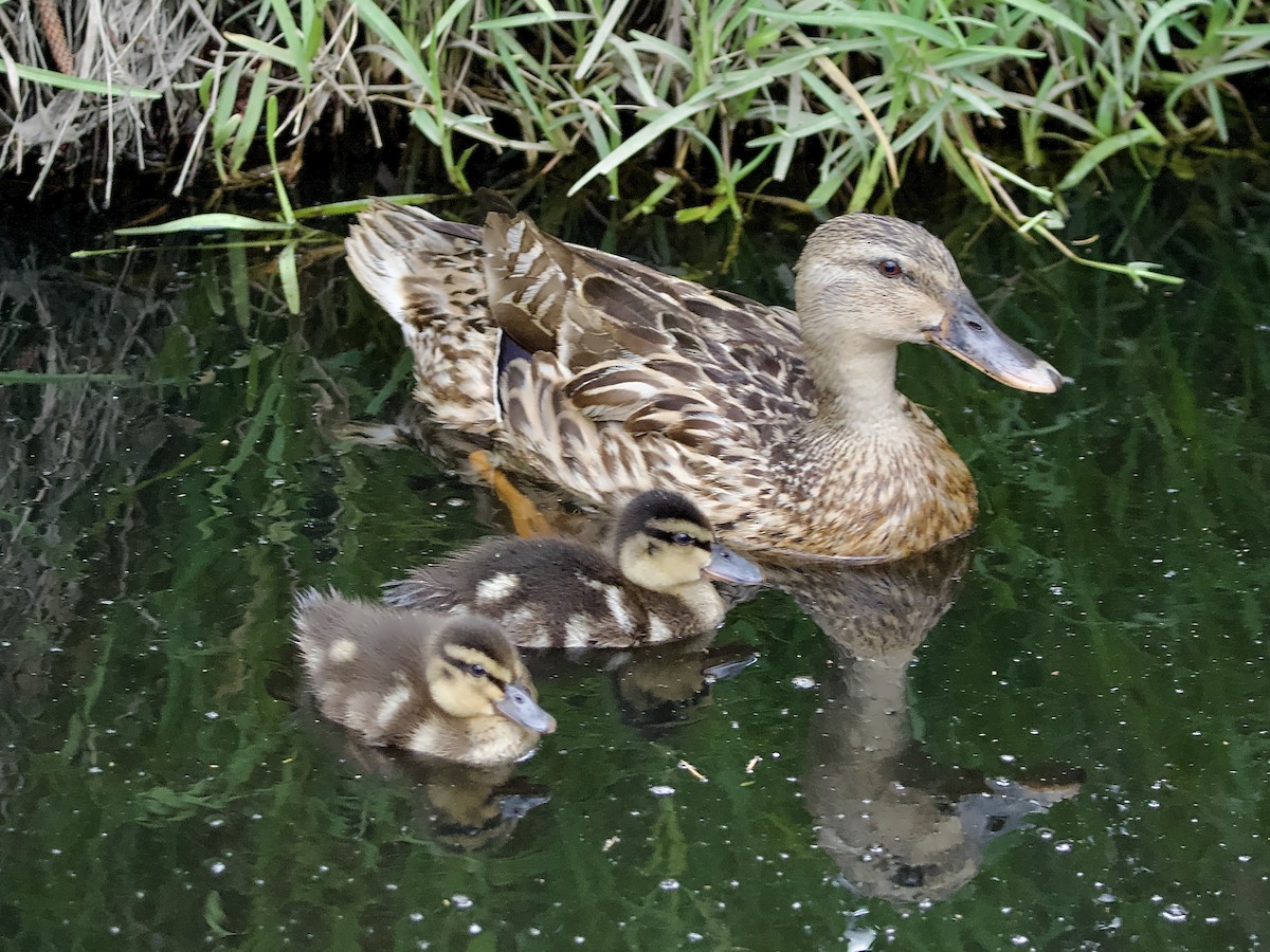 eBird Checklist - 19 Feb 2024 - Stoney creek Toronto - 34 species (+1 ...