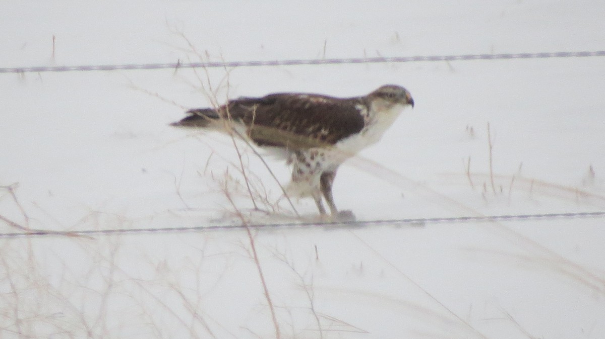 eBird Checklist - 18 Feb 2024 - 16 miles SW Cody - 10 species