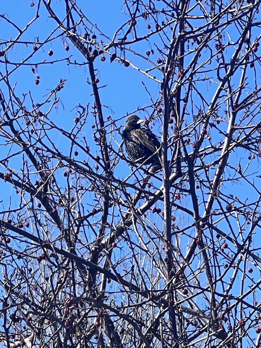 eBird Checklist - 18 Feb 2024 - Grant Park, Chicago - 2 species