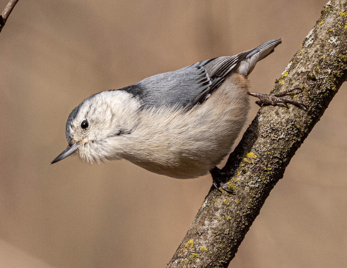 eBird Checklist - 18 Feb 2024 - Mitch's Way, Hadley - 20 species