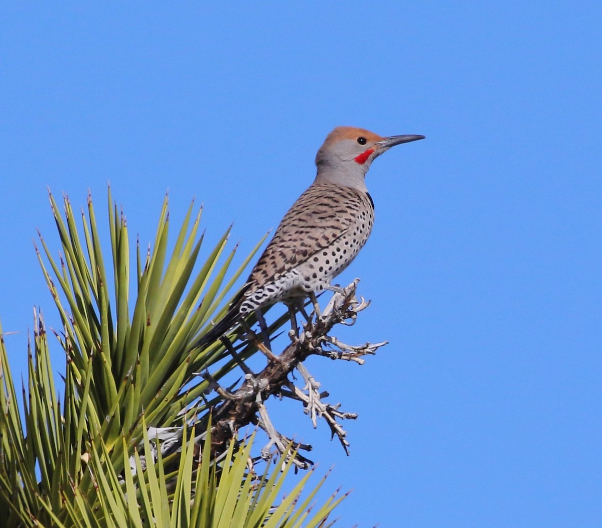 eBird Checklist - 18 Feb 2024 - Walking Box Ranch - 8 species